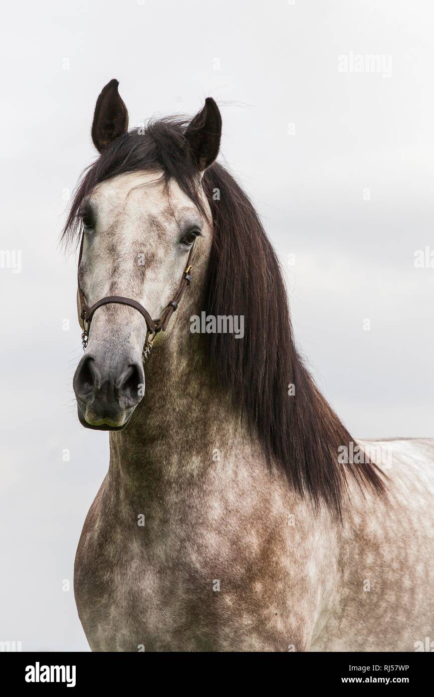 Pre stallion portrait hi-res stock photography and images - Alamy