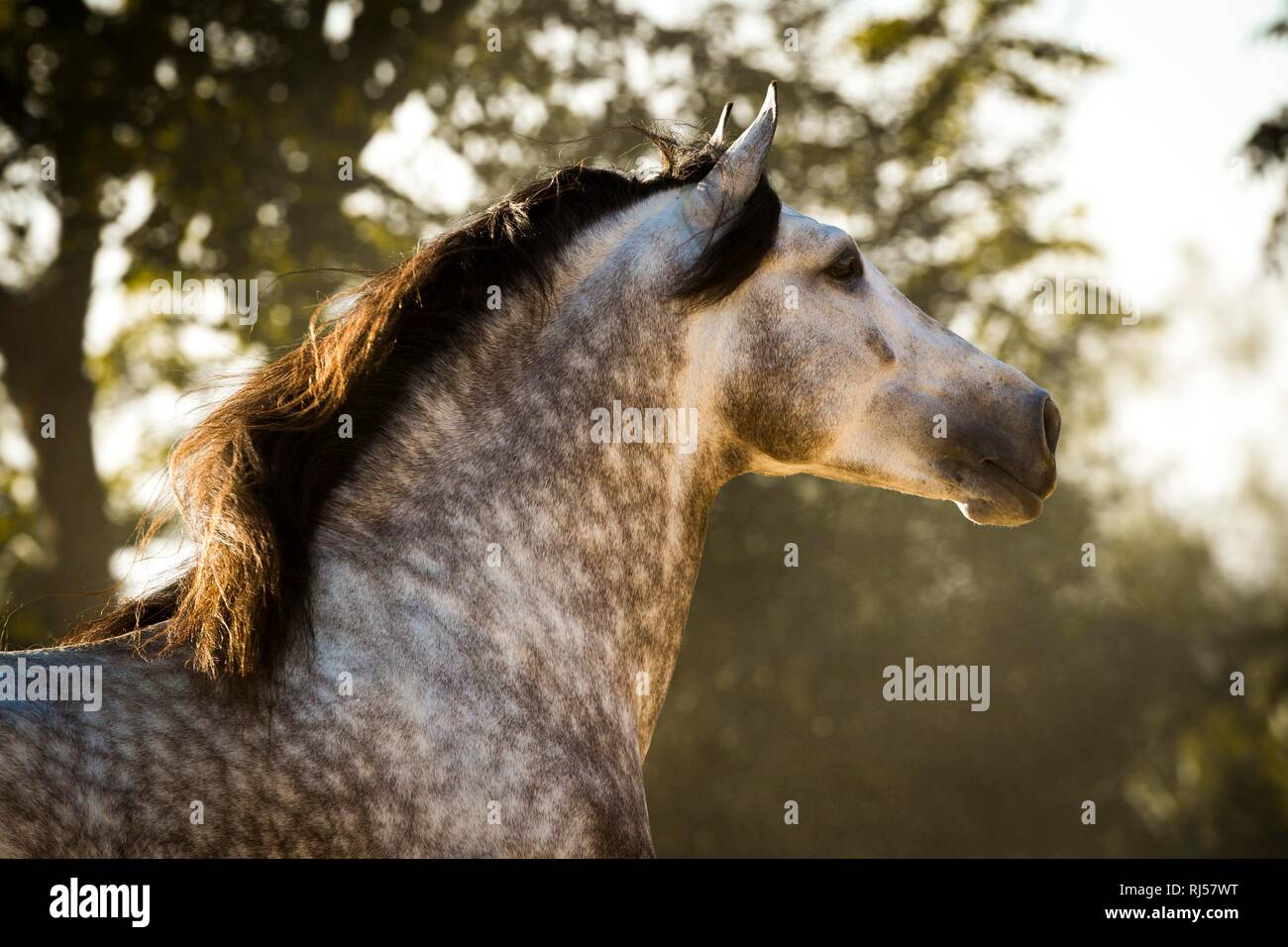 Spanish stallion, PRE, on the move, animal portrait, Andalusia, Spain ...