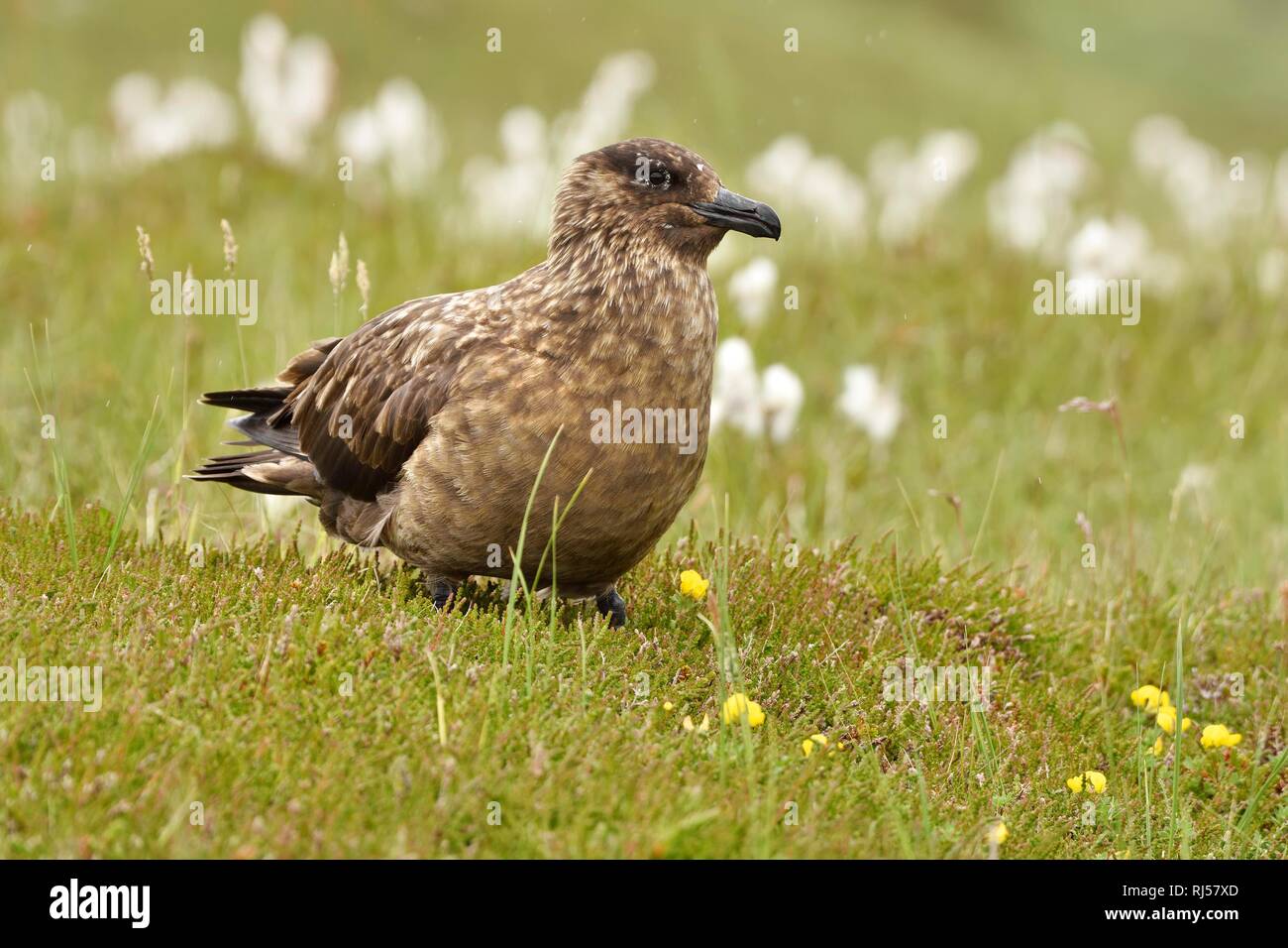 Great skua (Stercorarius skua), old animal stands on wet meadow, Handa ...