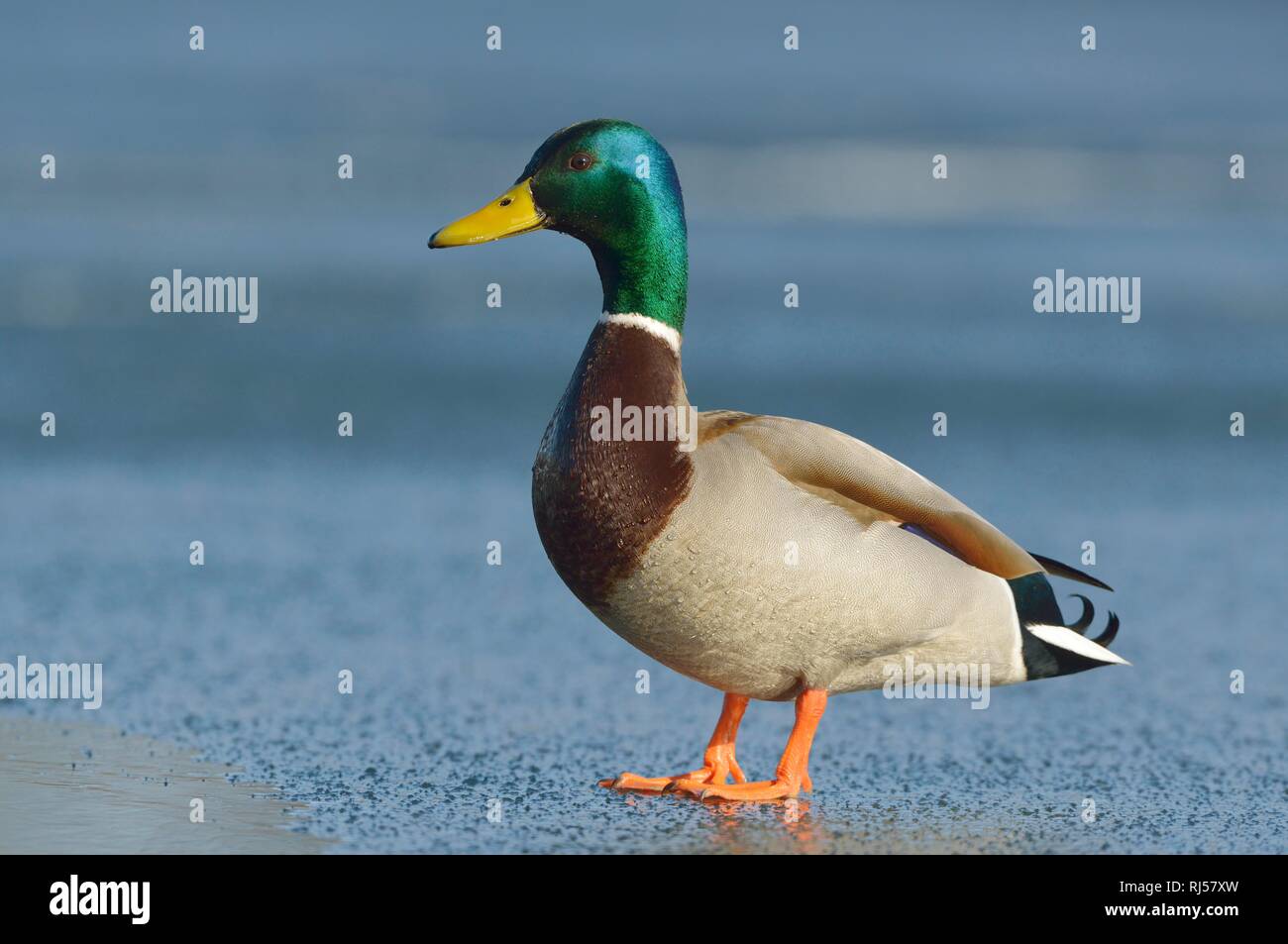 Mallard standing on ice hi-res stock photography and images - Alamy