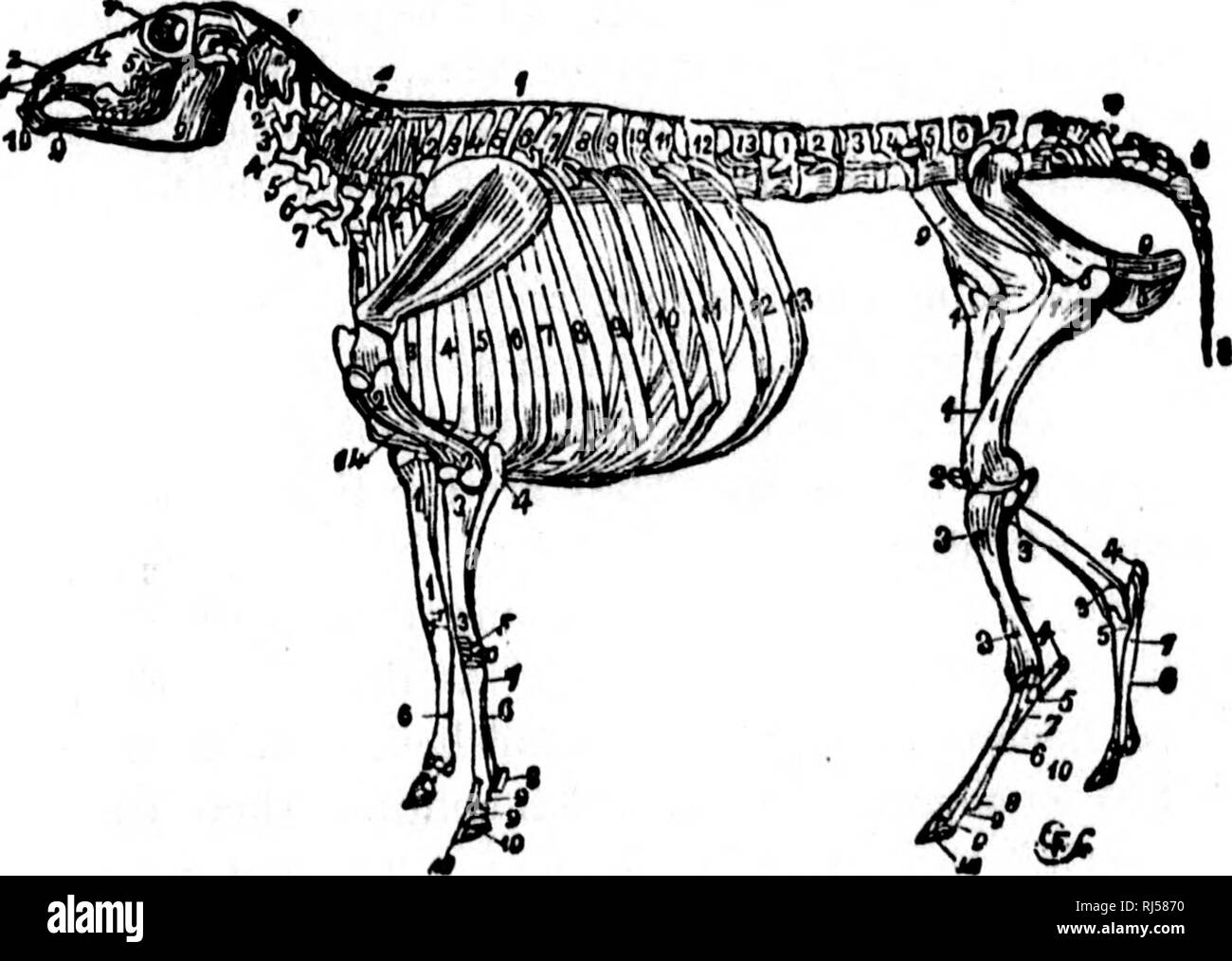 . The illustrated stock doctor and live-stock encyclopedia [microform ...