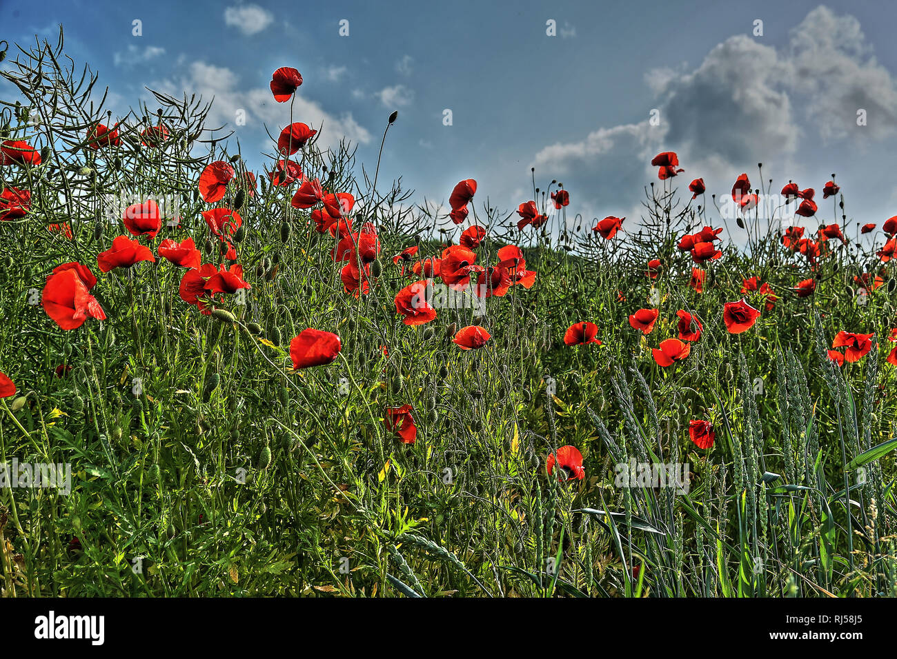 Mohnblumen hi-res stock photography and images - Alamy