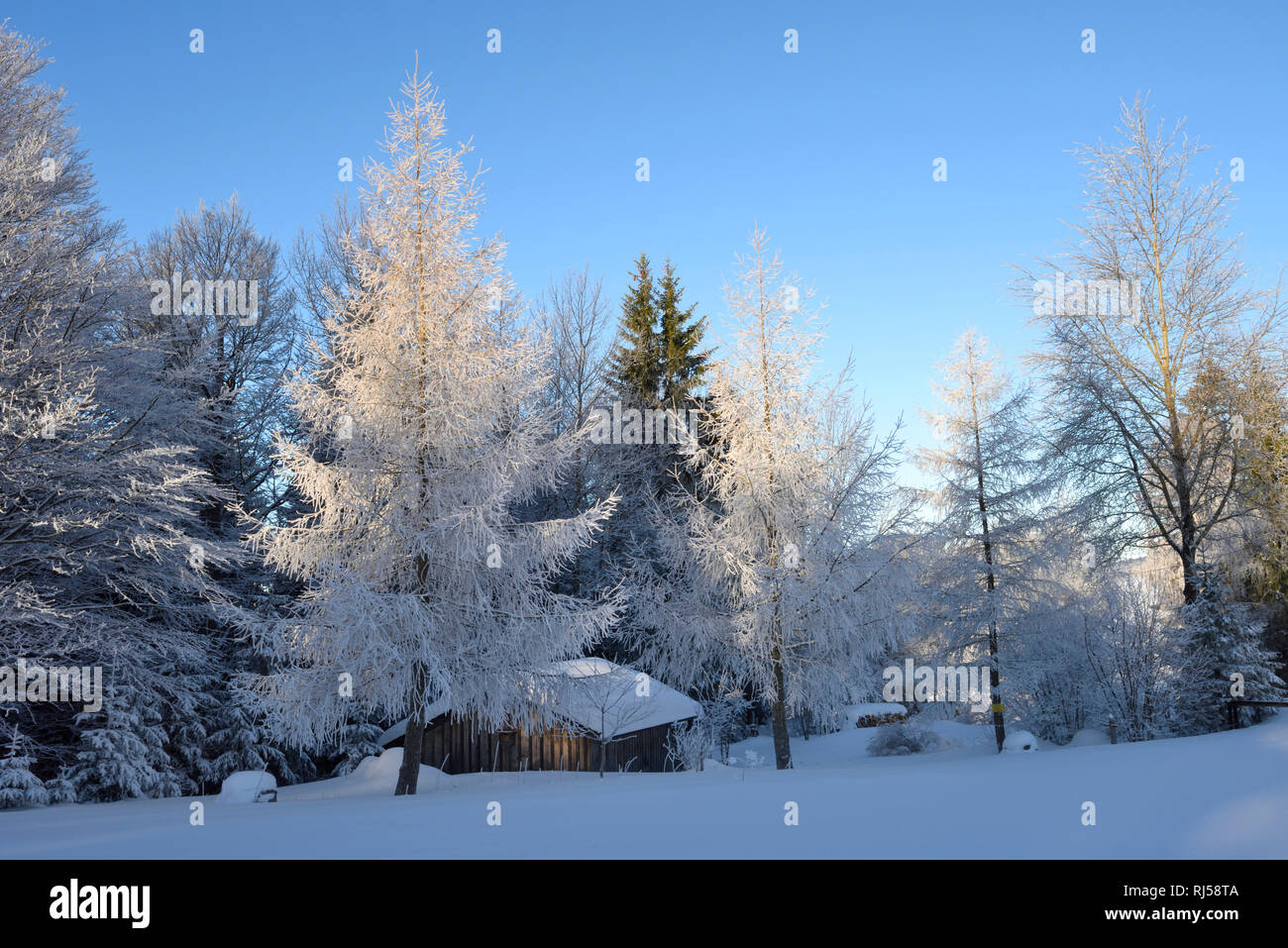 Bayerischer wald hi-res stock photography and images - Alamy