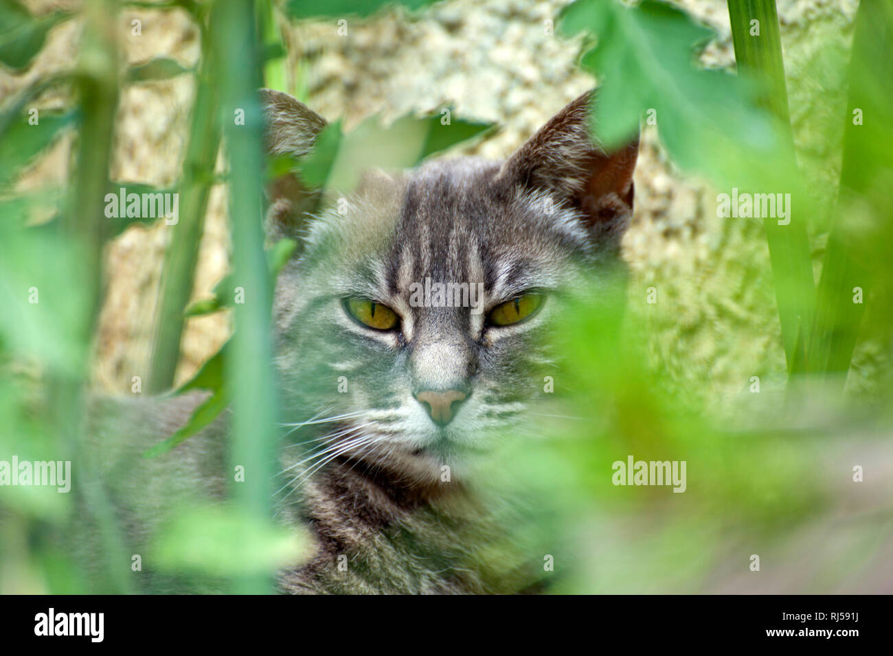 Versteck hi-res stock photography and images - Alamy