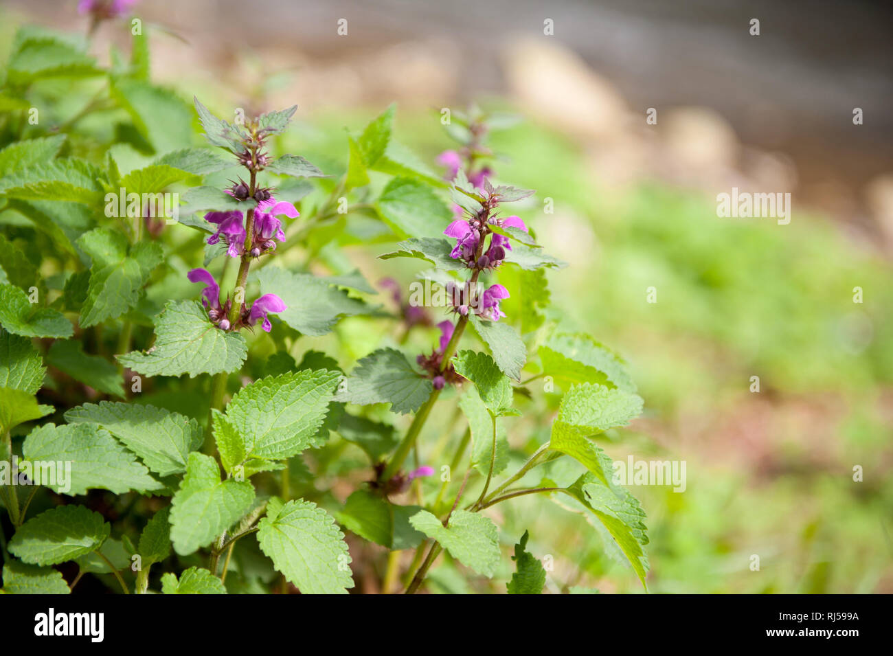 Lamium maculatum flowering plant called spotted deadnettle, spotted ...