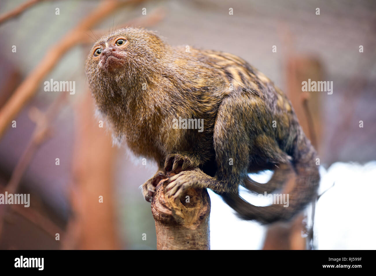 Little monkey pygmy marmoset, Callithrix, Cebuella pygmaea sitting on ...
