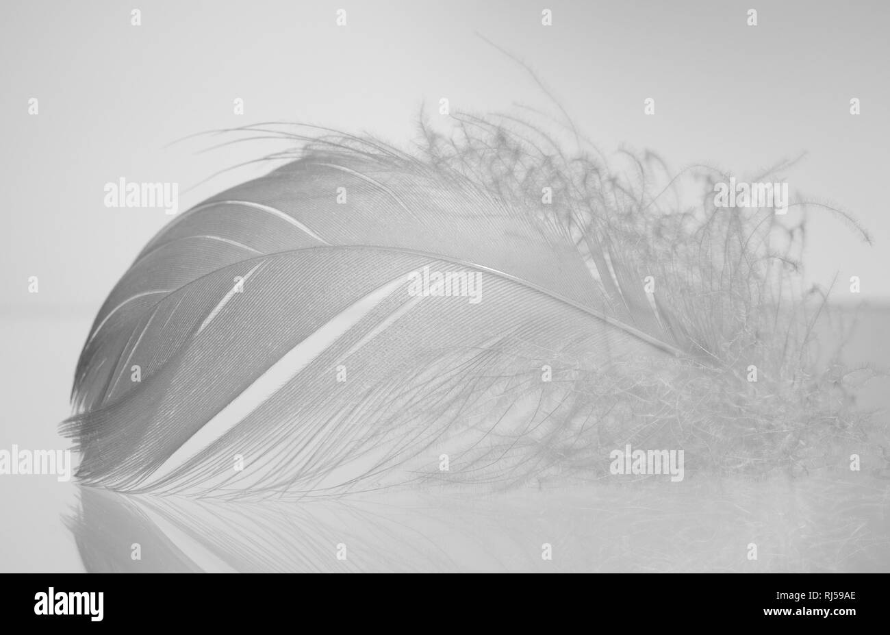 Feather curve hi-res stock photography and images - Alamy