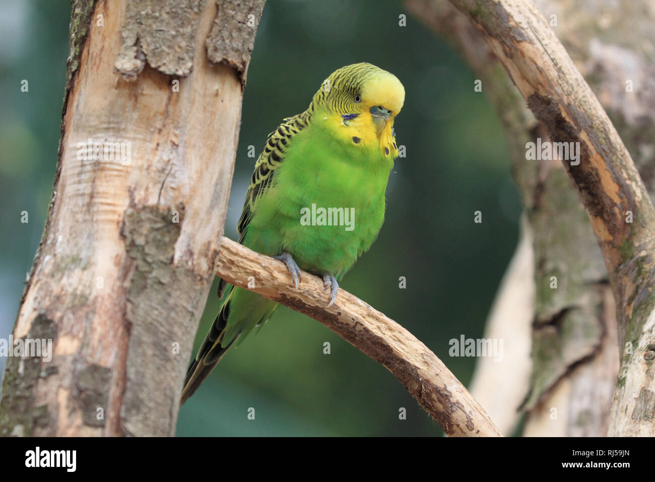Wellensittiche hi-res stock photography and images - Alamy
