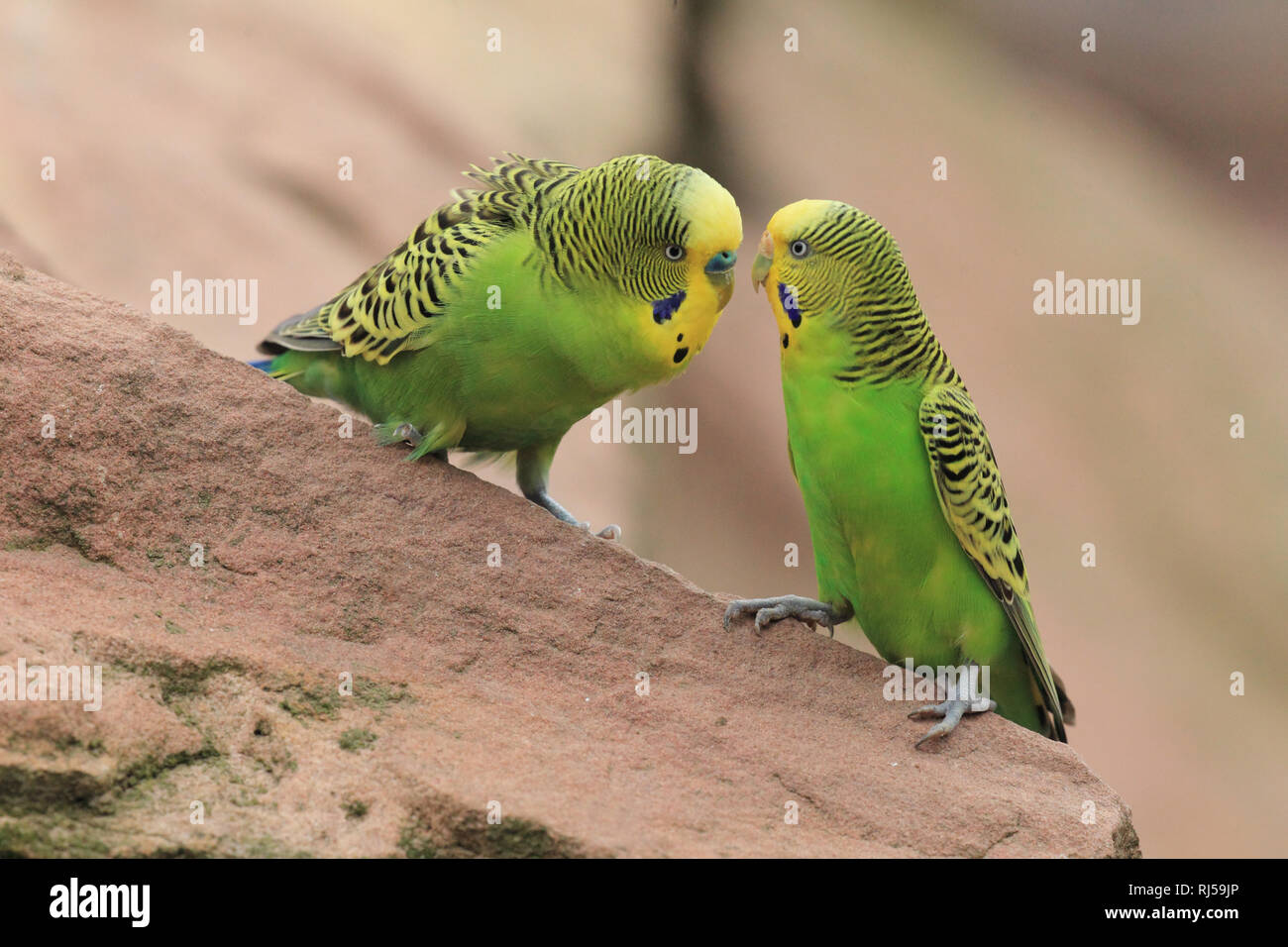 Wellensittich hi-res stock photography and images - Alamy