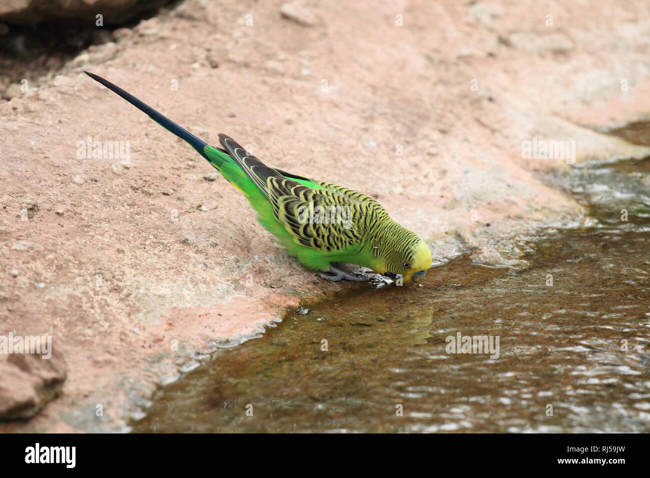 Wellensittiche hi-res stock photography and images - Alamy