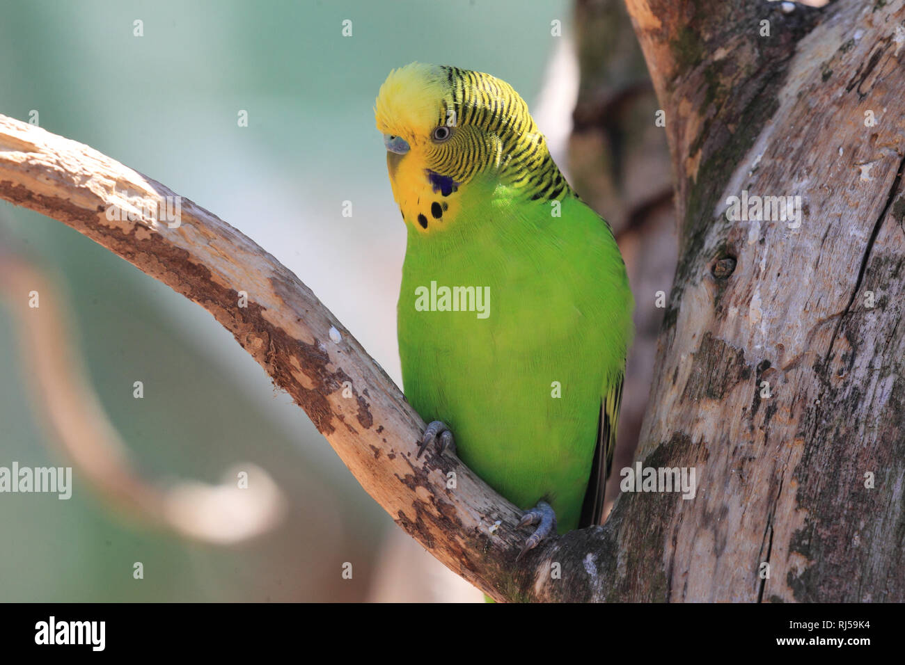 Wellensittich, Melopsittacus undulatus Stock Photo - Alamy