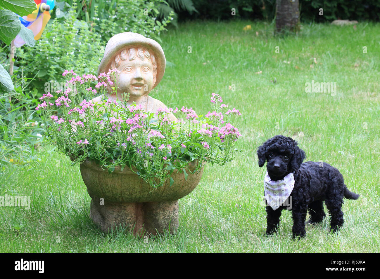 To him pudel hi-res stock photography and images - Alamy