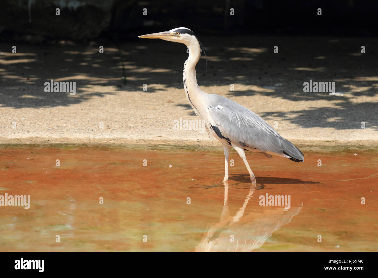 Graureiher ardea cinerea hi-res stock photography and images - Alamy