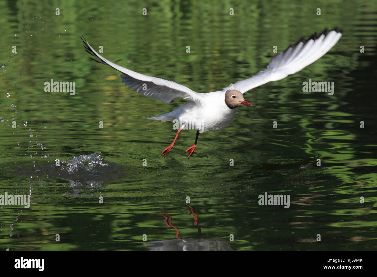 Lachmöwe, Larus ridibundus Stock Photo - Alamy