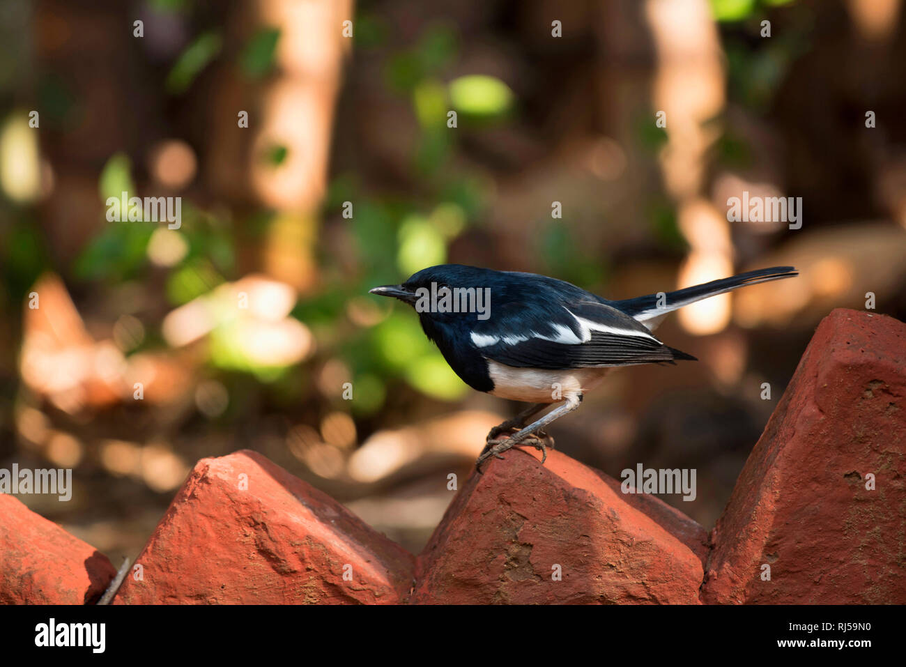 Female Oriental Magpie Robin High Resolution Stock Photography and ...