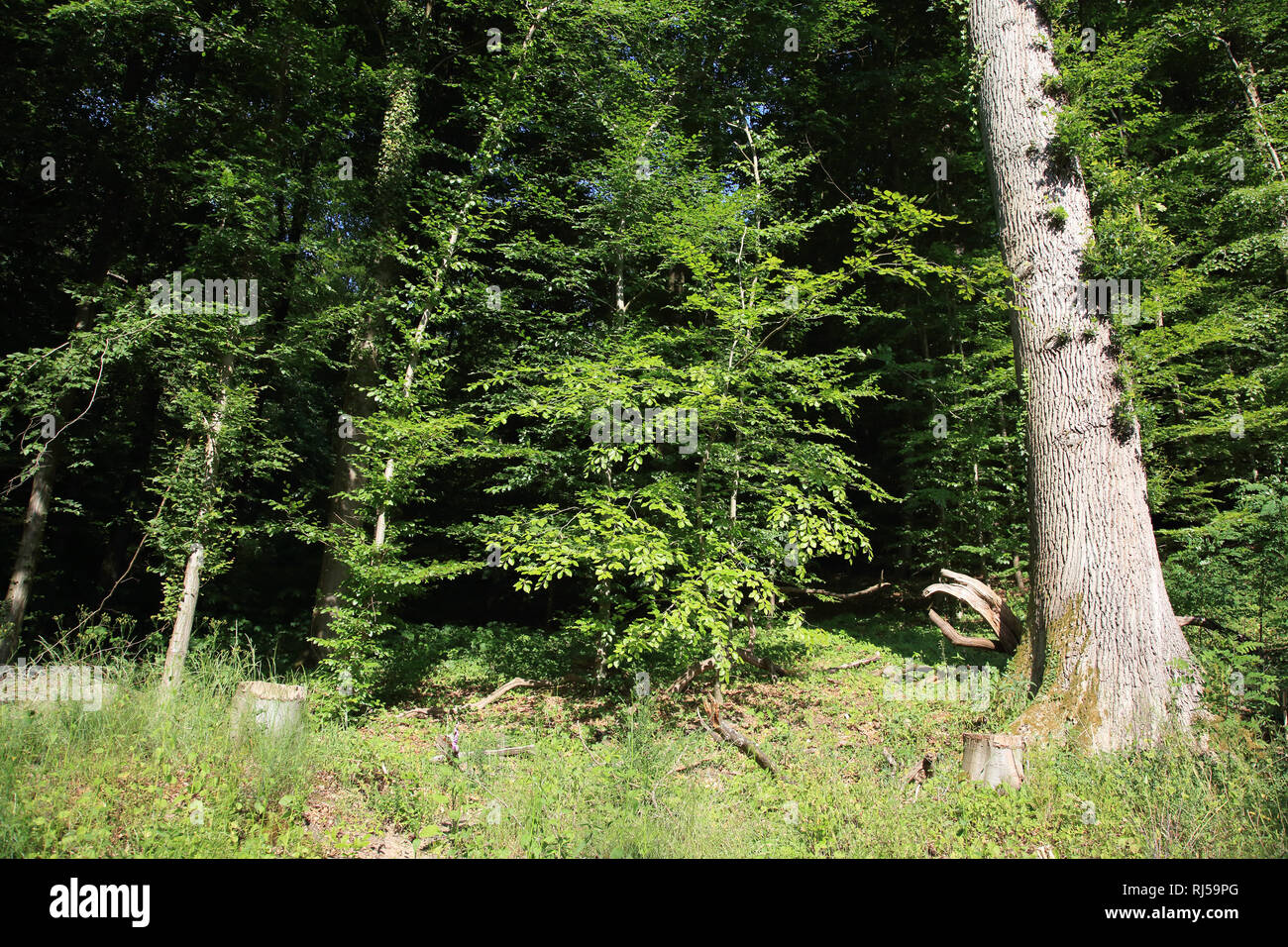 Natur sommer hi-res stock photography and images - Alamy