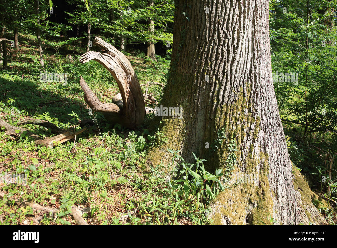 Natur im sommer hi-res stock photography and images - Alamy