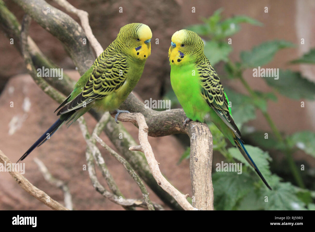 Wellensittiche hi-res stock photography and images - Alamy