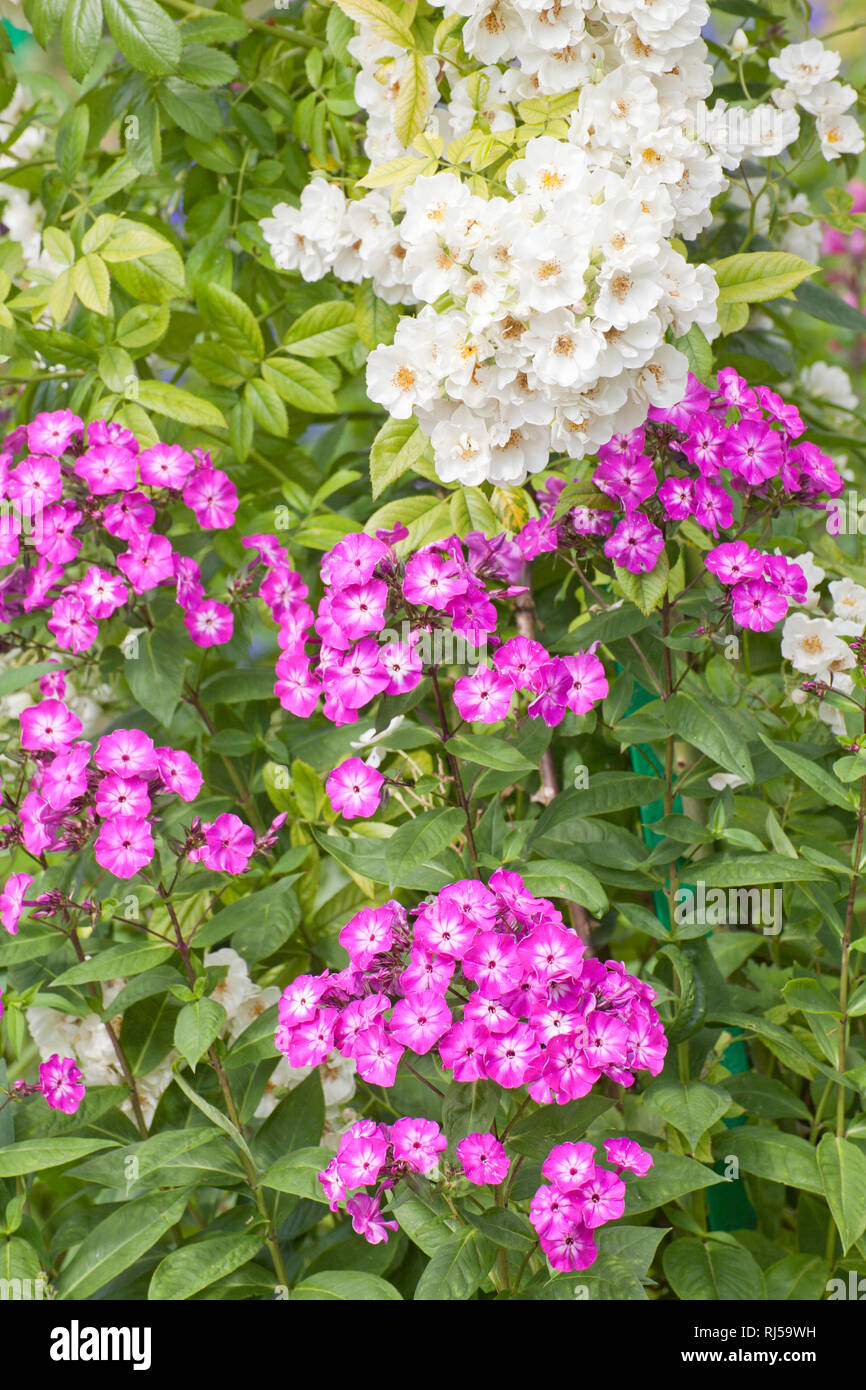 Claude monet garten giverny hi-res stock photography and images - Alamy