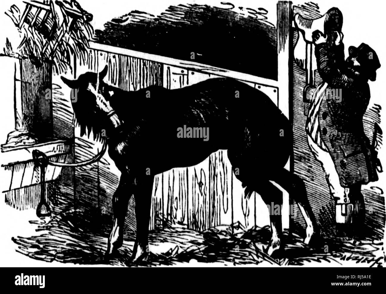 Bleeding sheep in hi-res stock photography and images - Alamy