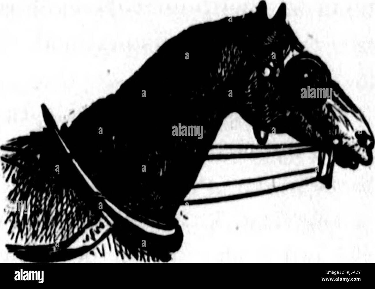 Pacing gait Black and White Stock Photos & Images - Alamy
