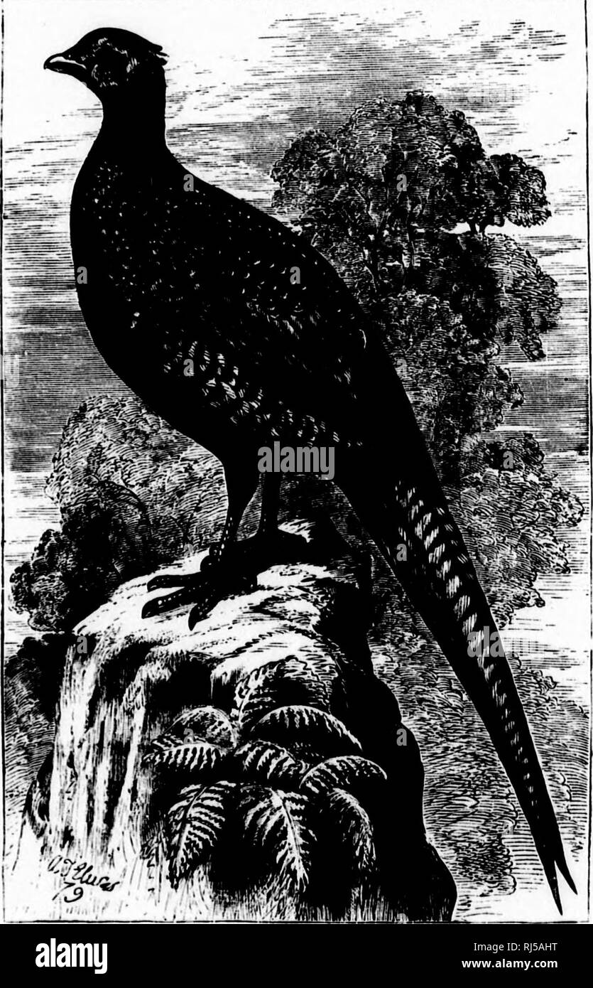 . Key to North American birds [microform] : containing a concise ...