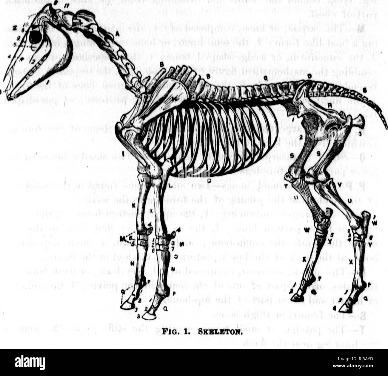 Ma lin Cut Out Stock Images & Pictures - Alamy