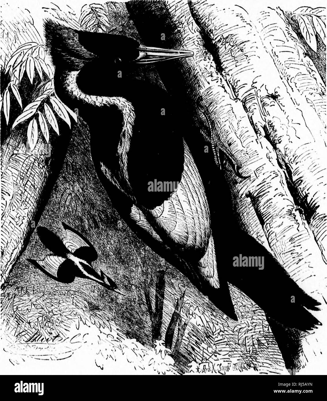 Piciformes Black and White Stock Photos & Images - Alamy