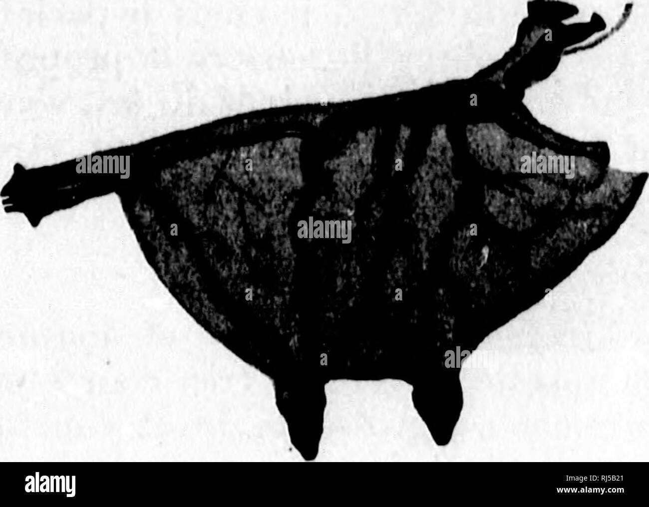 Pis de vaches hi-res stock photography and images - Alamy