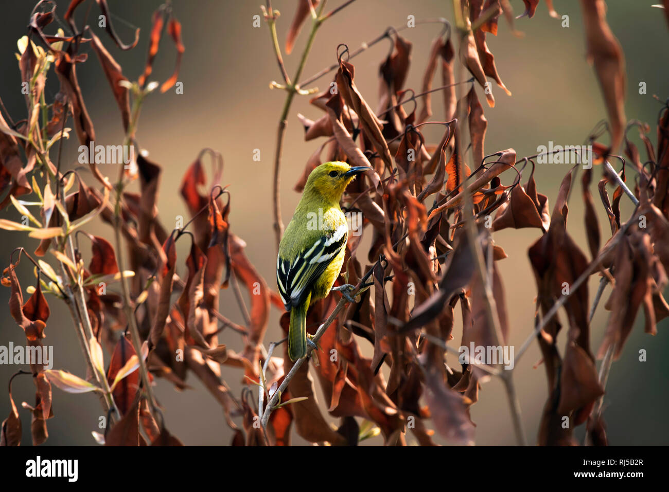 Common iora, Aegithina tiphia, Sinhagad valley, Pune district ...