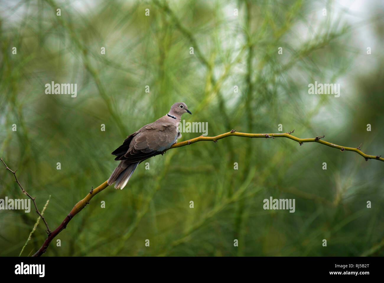 Dove species of india hi-res stock photography and images - Alamy