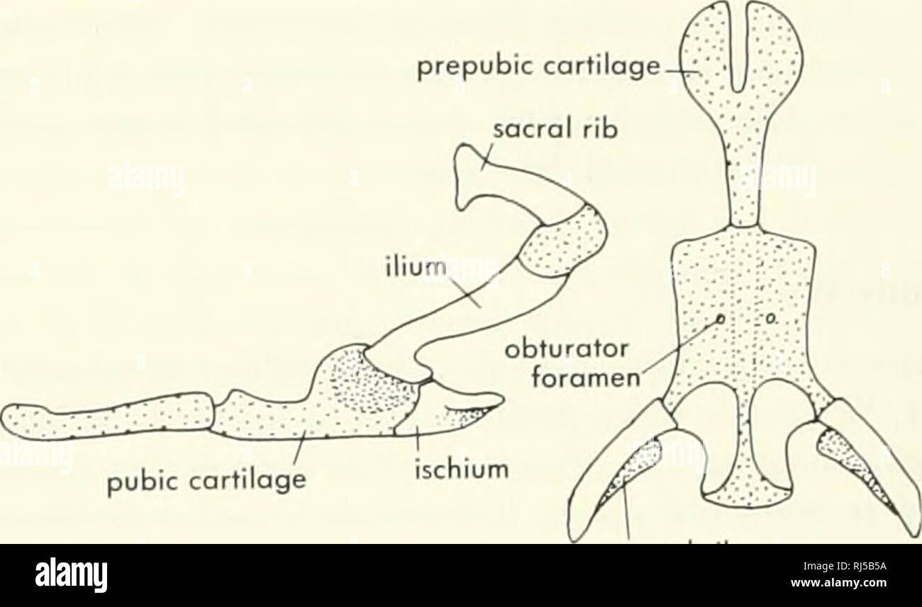 Pelvic girdle animals hi-res stock photography and images - Alamy