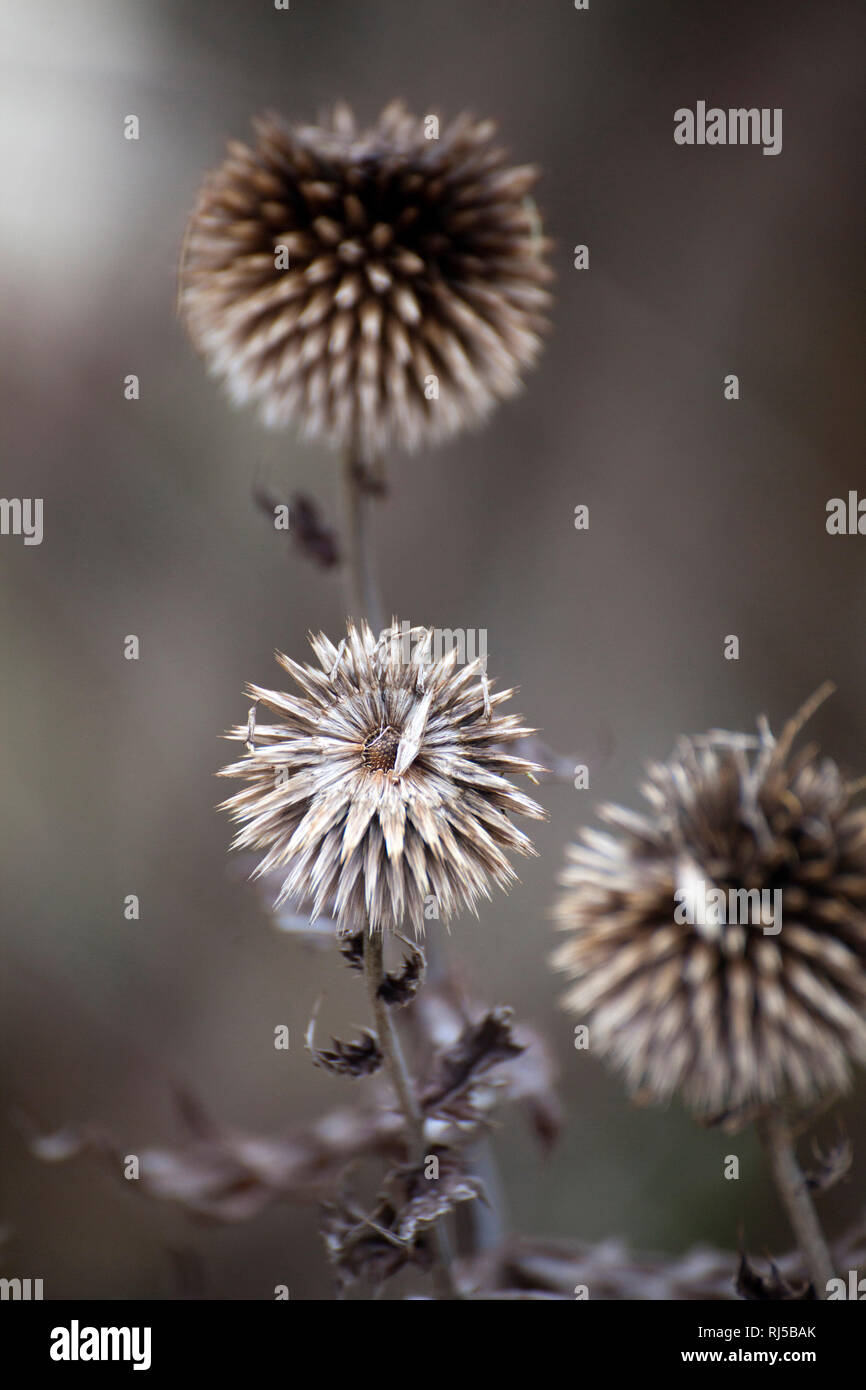 Kunstlerische unscharfe hi-res stock photography and images - Alamy