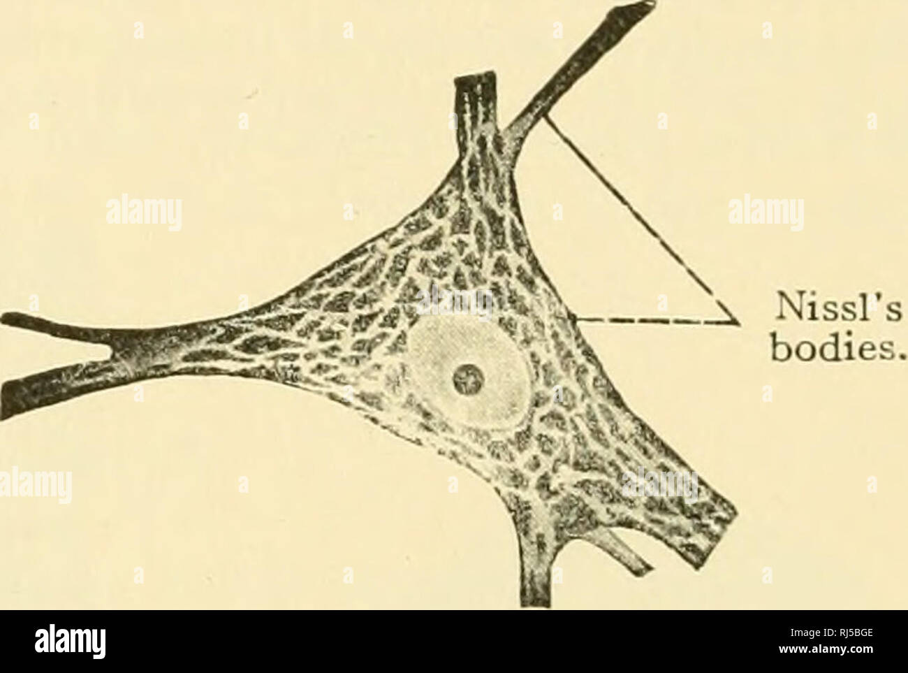 Neurofibrils
