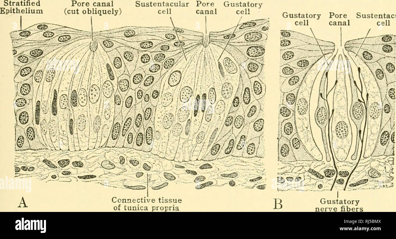 Histology taste buds hi-res stock photography and images - Alamy