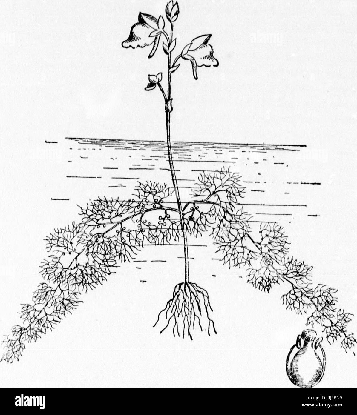 coloring pages of bladderworts plants