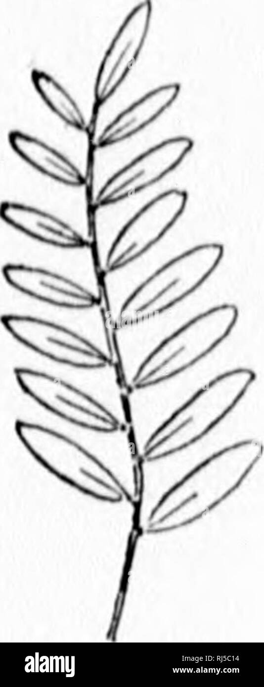 Leaves divided into three leaflets hi-res stock photography and images ...