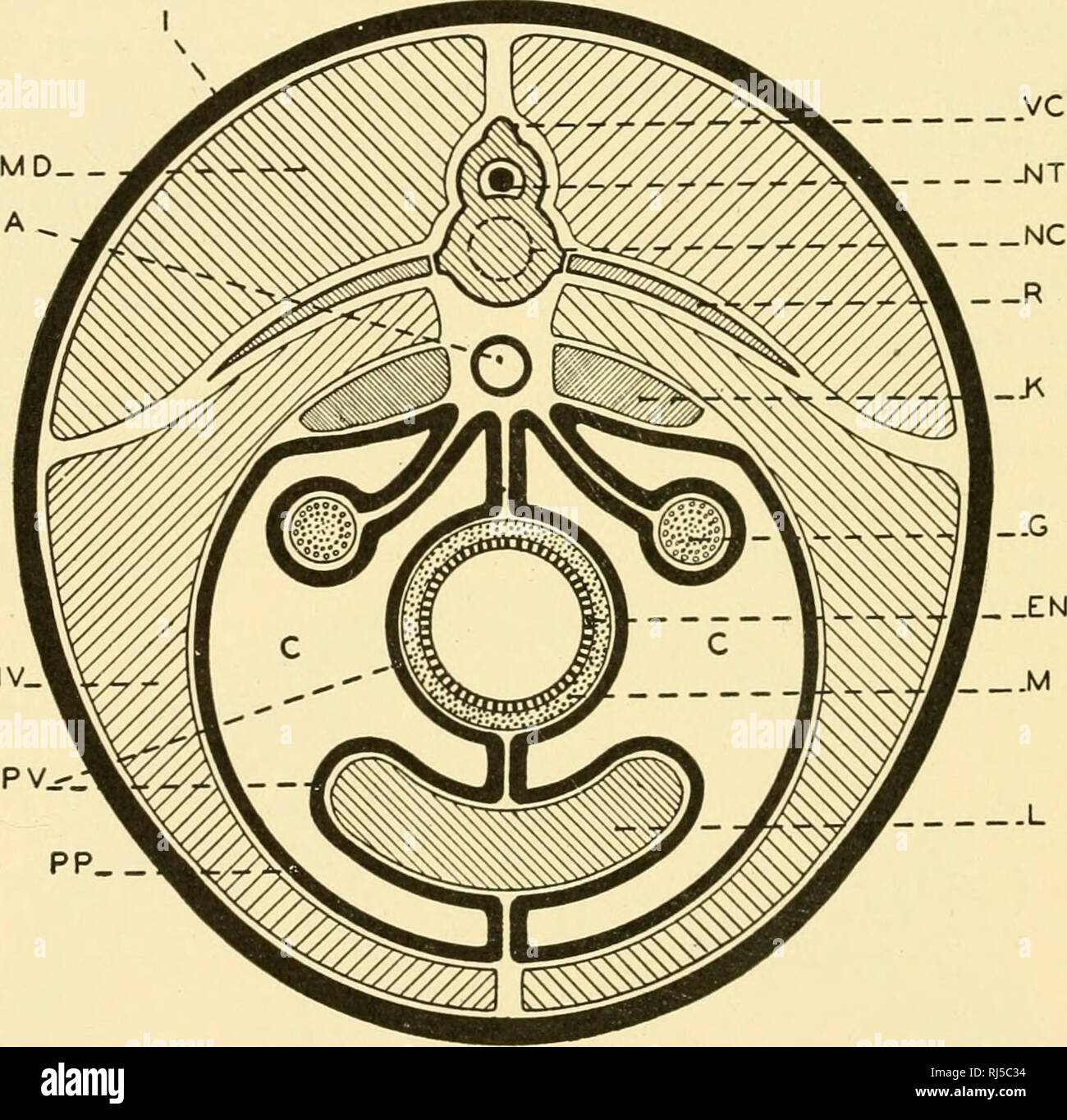 . Chordate anatomy. Chordata; Anatomy, Comparative. 72 CHORDATE ANATOMY ...