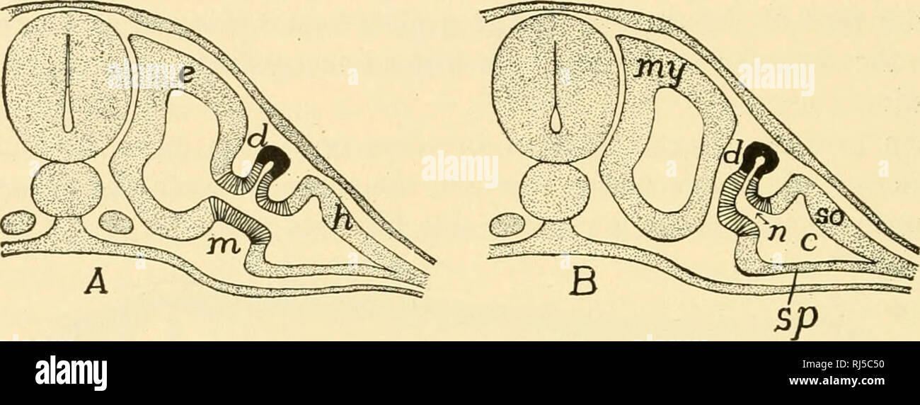 Nephrostome hi-res stock photography and images - Alamy