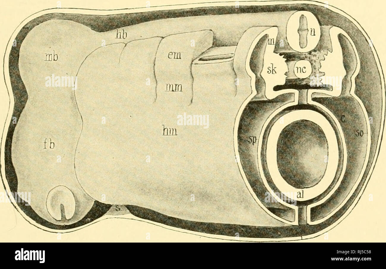 Embryo blocks hi-res stock photography and images - Alamy