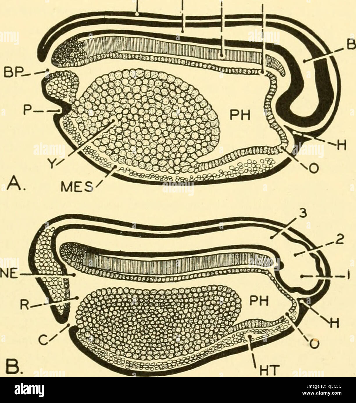 . Chordate anatomy. Chordata; Anatomy, Comparative. REPRODUCTION 65 ...