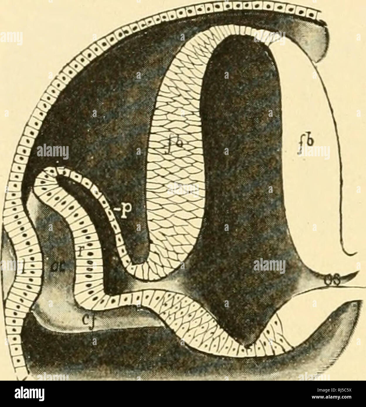 . Chordate anatomy. Chordata; Anatomy, Comparative. 64 CHORDATE ANATOMY ...