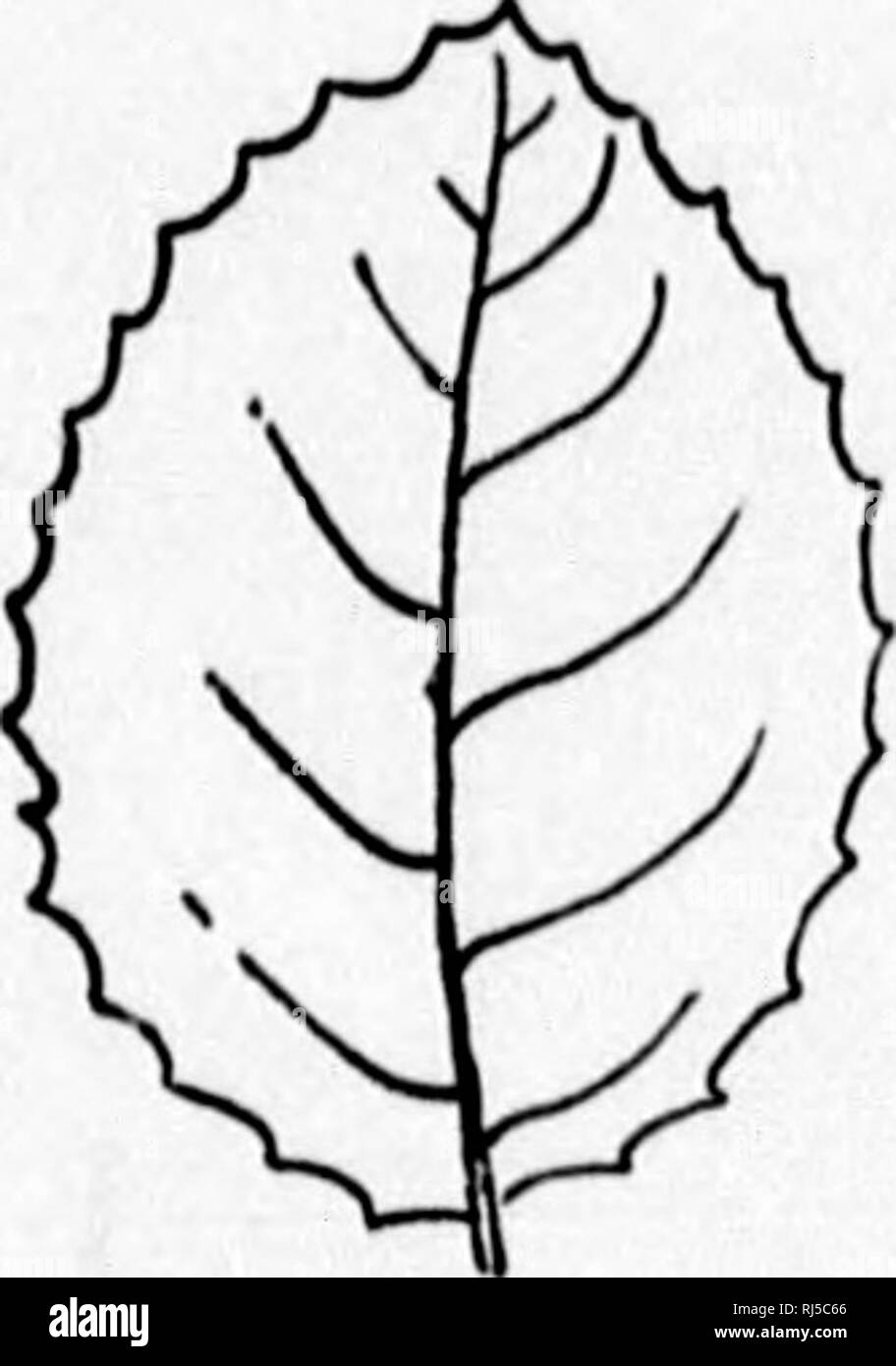 Oblong elliptical leaves Black and White Stock Photos & Images - Alamy