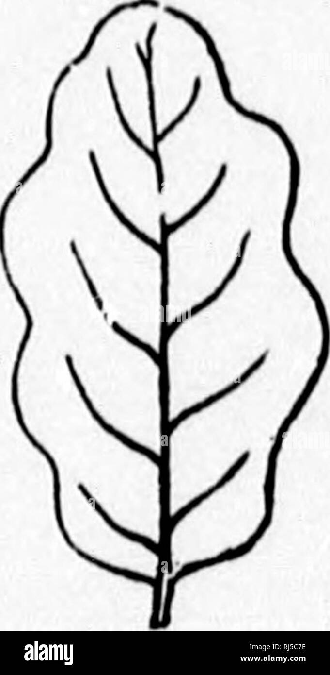 Parallel leaf veins Black and White Stock Photos & Images - Alamy