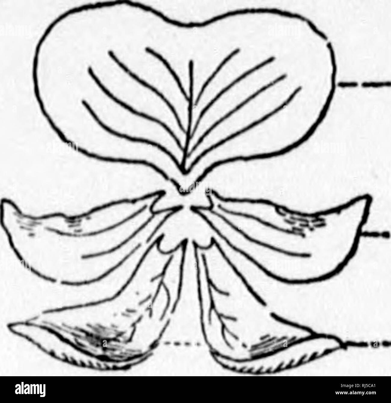 Lower lobes form hi-res stock photography and images - Alamy