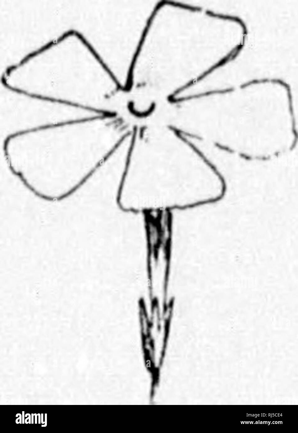 . A guide to the wild flowers [microform]. Wild flowers; Botany; Fleurs ...