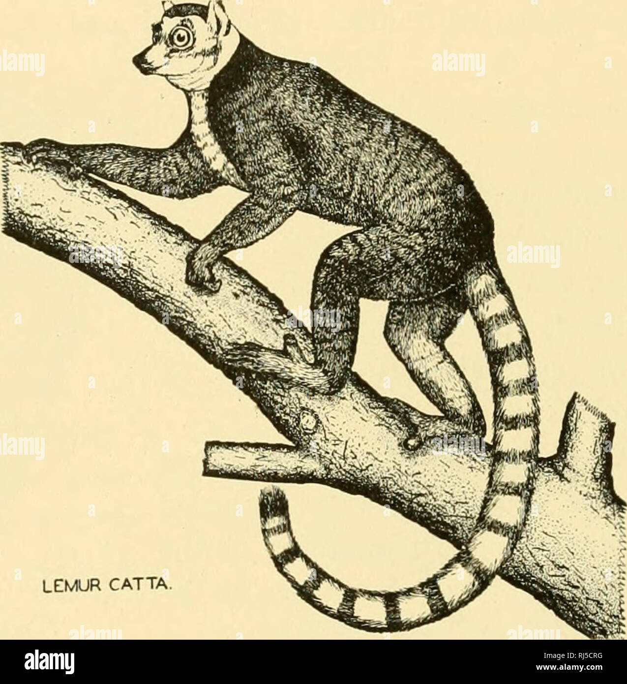 . Chordate anatomy. Chordata; Anatomy, Comparative. 20 CHORDATE ANATOMY ...