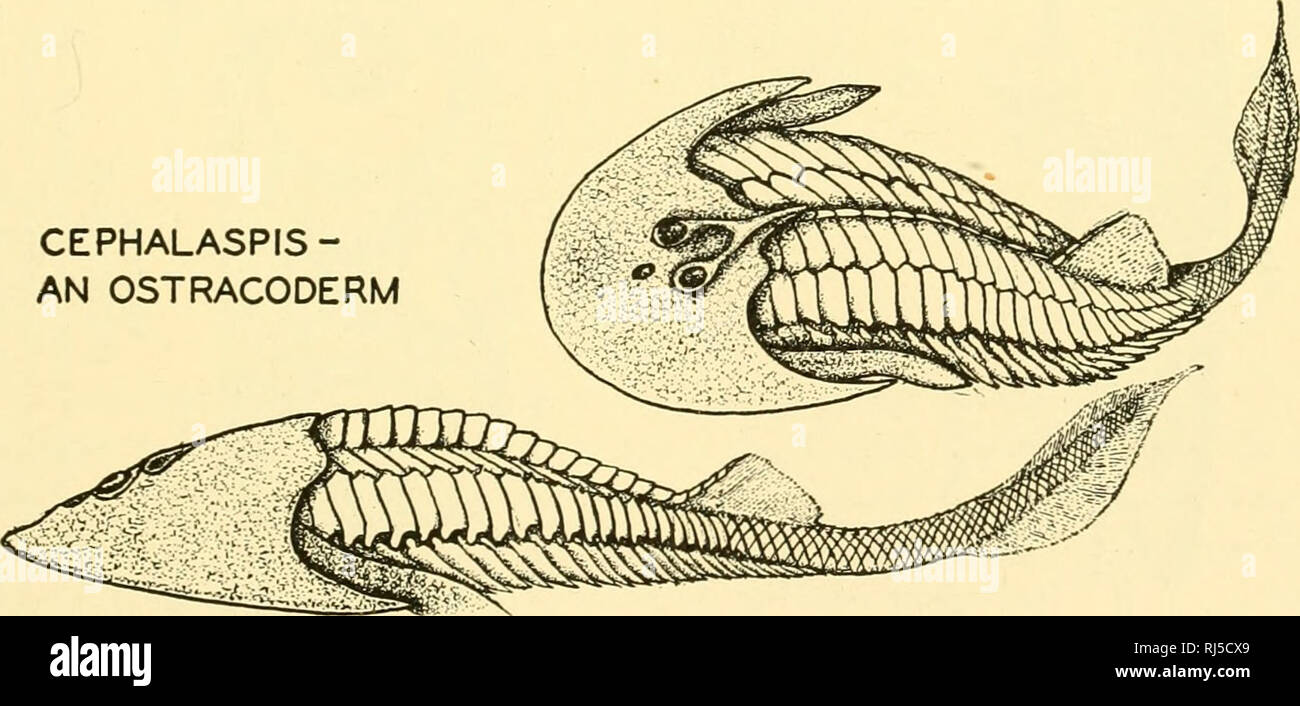 Myxine hi-res stock photography and images - Alamy