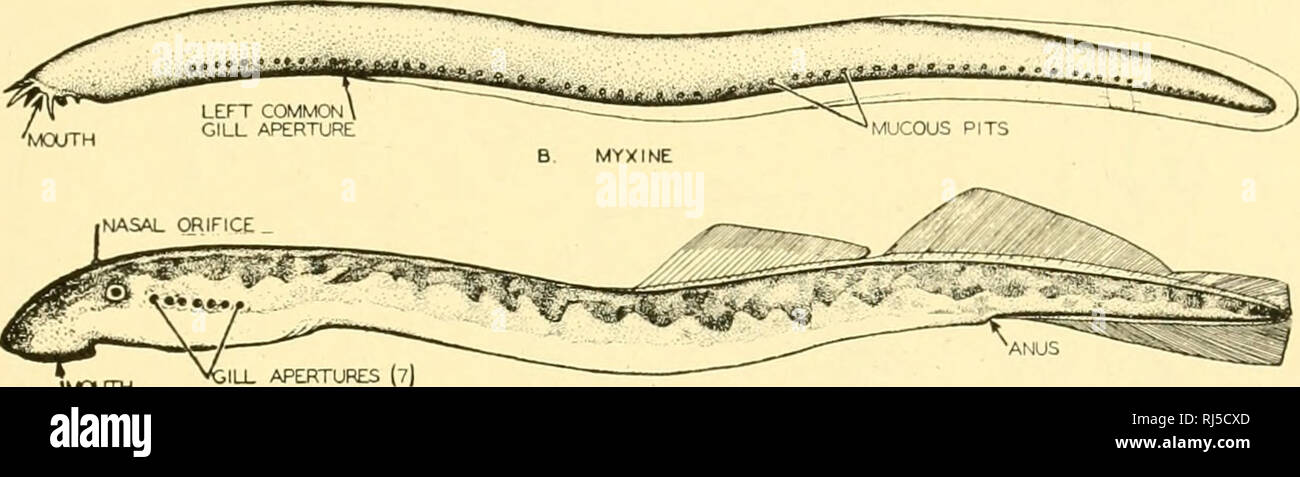 Myxine hi-res stock photography and images - Alamy