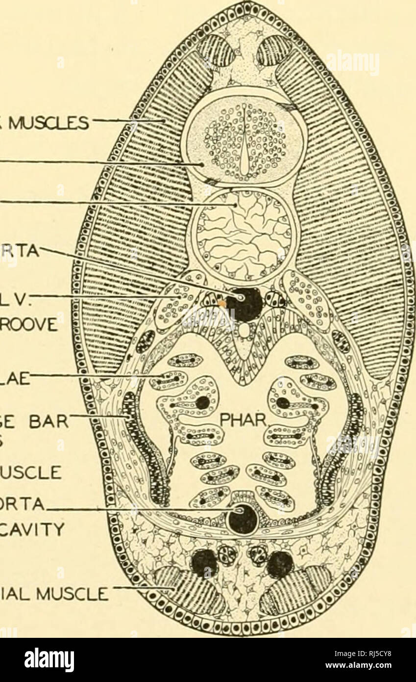 . Chordate anatomy. Chordata; Anatomy, Comparative. EPIBRANCHIALGROOVE ...